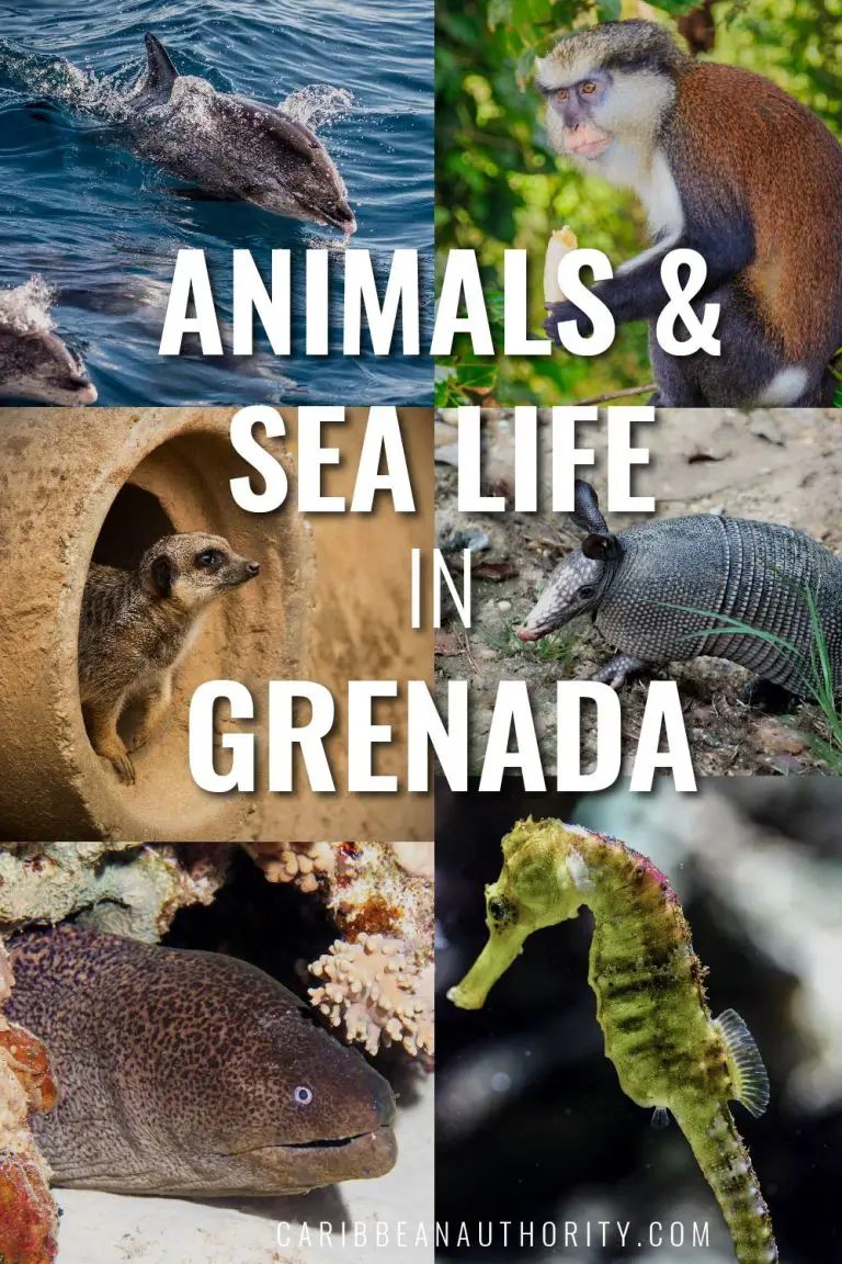 Animals and Sea Life You Can Expect to See In Grenada - Caribbean Authority